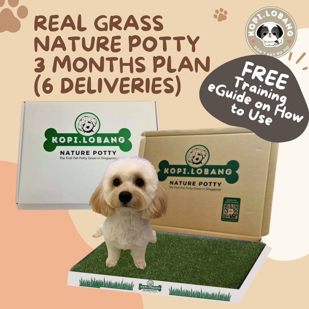 [SG] 3 MONTHS (6 DELIVERIES) REAL GRASS NATURE POTTY ★ FREE Training ...