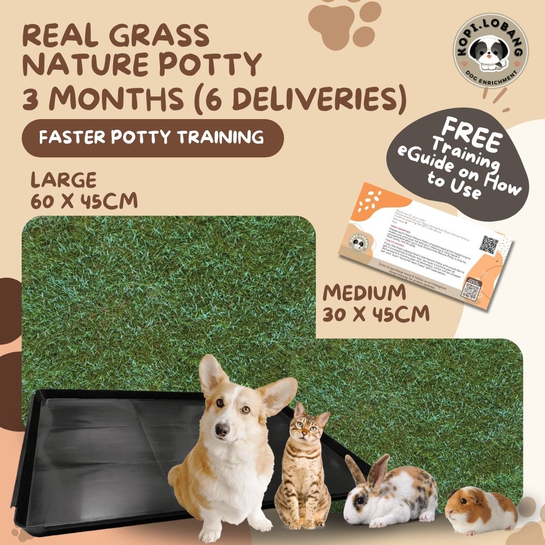 [SG] 3 MONTHS (6 DELIVERIES) REAL GRASS NATURE POTTY ★ FREE Training ...
