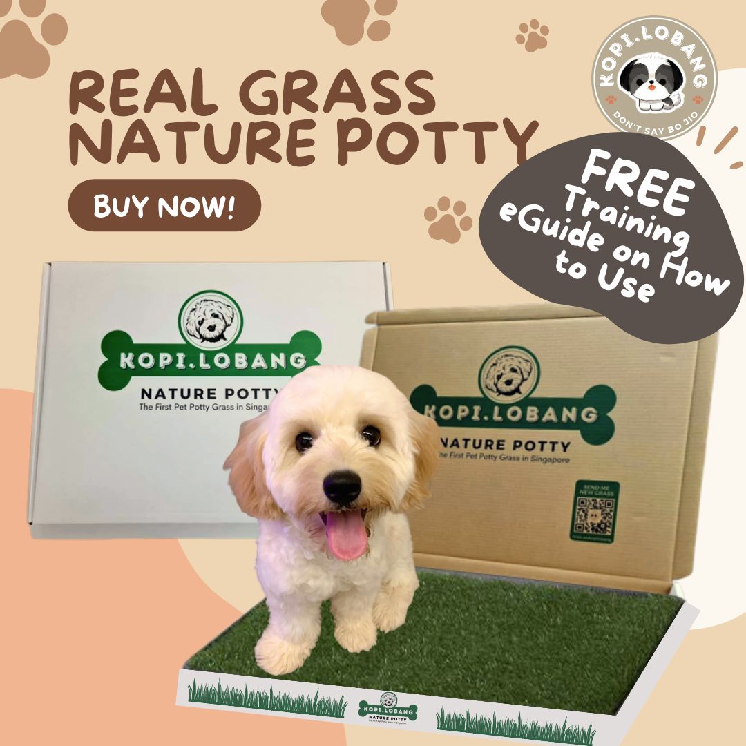 [SG] REAL GRASS NATURE POTTY ★ FREE Training e-Guide Worth $7 ★ SG St ...